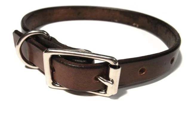 9 Types of Dog Collars, Worst to Best | USA Dog Behavior, LLC