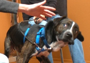 Does your dog dislike being touched? Here’s what you can do. | USA Dog ...