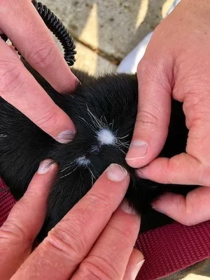 6 Additional Words I Wish Dog Owners and Dog Trainers Wouldn’t Use ...