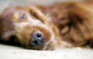 You’ve Decided to Euthanize Your Dog, Now What? | USA Dog Behavior, LLC