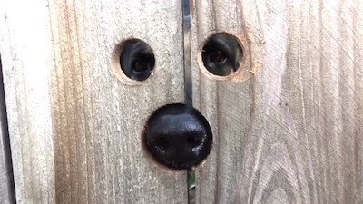 USA Dog Behavior, LLC | Scott Sheaffer Dog Behavior Consultant