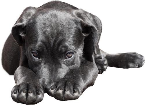 USA Dog Behavior, LLC | Scott Sheaffer Dog Behavior Consultant