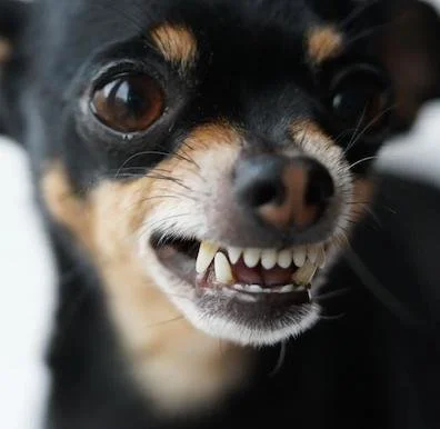 USA Dog Behavior, LLC | Scott Sheaffer Dog Behavior Consultant