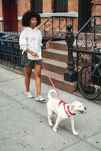 USA Dog Behavior, LLC | Scott Sheaffer Dog Behavior Consultant