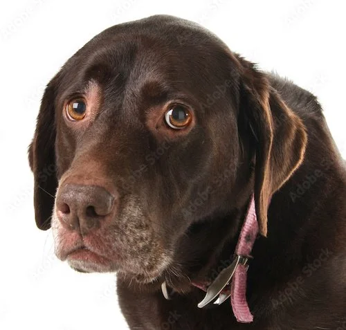 Decoding Fear in Dogs: How Territory and Triggers Shape Their Behavior ...