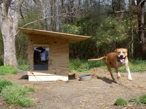Dog Houses, Bad or Good? | USA Dog Behavior, LLC