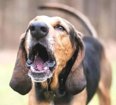 Understanding Dog Barking: A Long-Term Solution to Incessant Barking ...