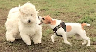 Dog Aggression: Causes, Solutions, and Prevention | USA Dog Behavior, LLC