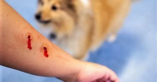 Once a Dog Bites, Will It Bite Again? | USA Dog Behavior, LLC