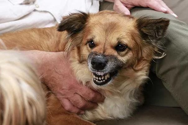 Is Your Dog's Aggression Meant To Protect You? | USA Dog Behavior, LLC