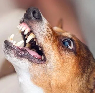 Ep. 37 What is Dominance Aggression in Dogs? | USA Dog Behavior, LLC