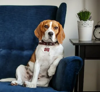 Ever Wonder What Dogs Think About All Day? Here’s the Answer | USA Dog ...