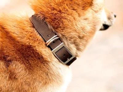 Mastering Leash Control, The Best Collars for Aggressive and Reactive ...
