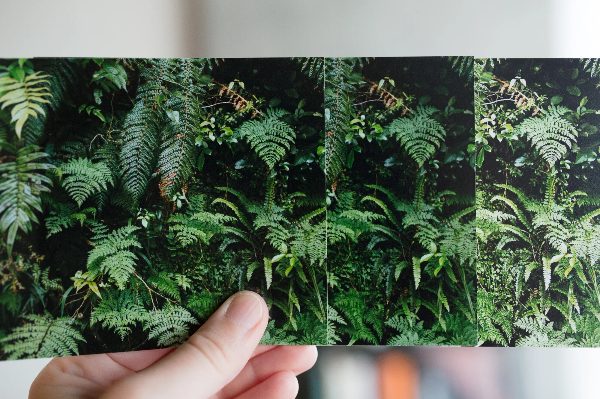 Where to Order Photo Prints Online — Sandy Noto