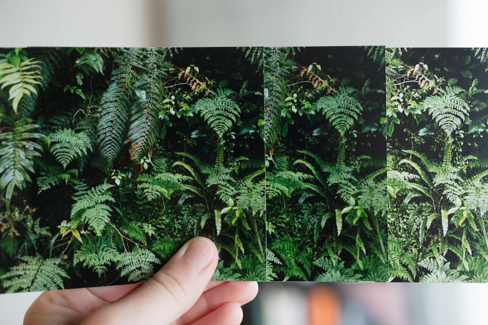 Where to Order Photo Prints Online — Sandy Noto