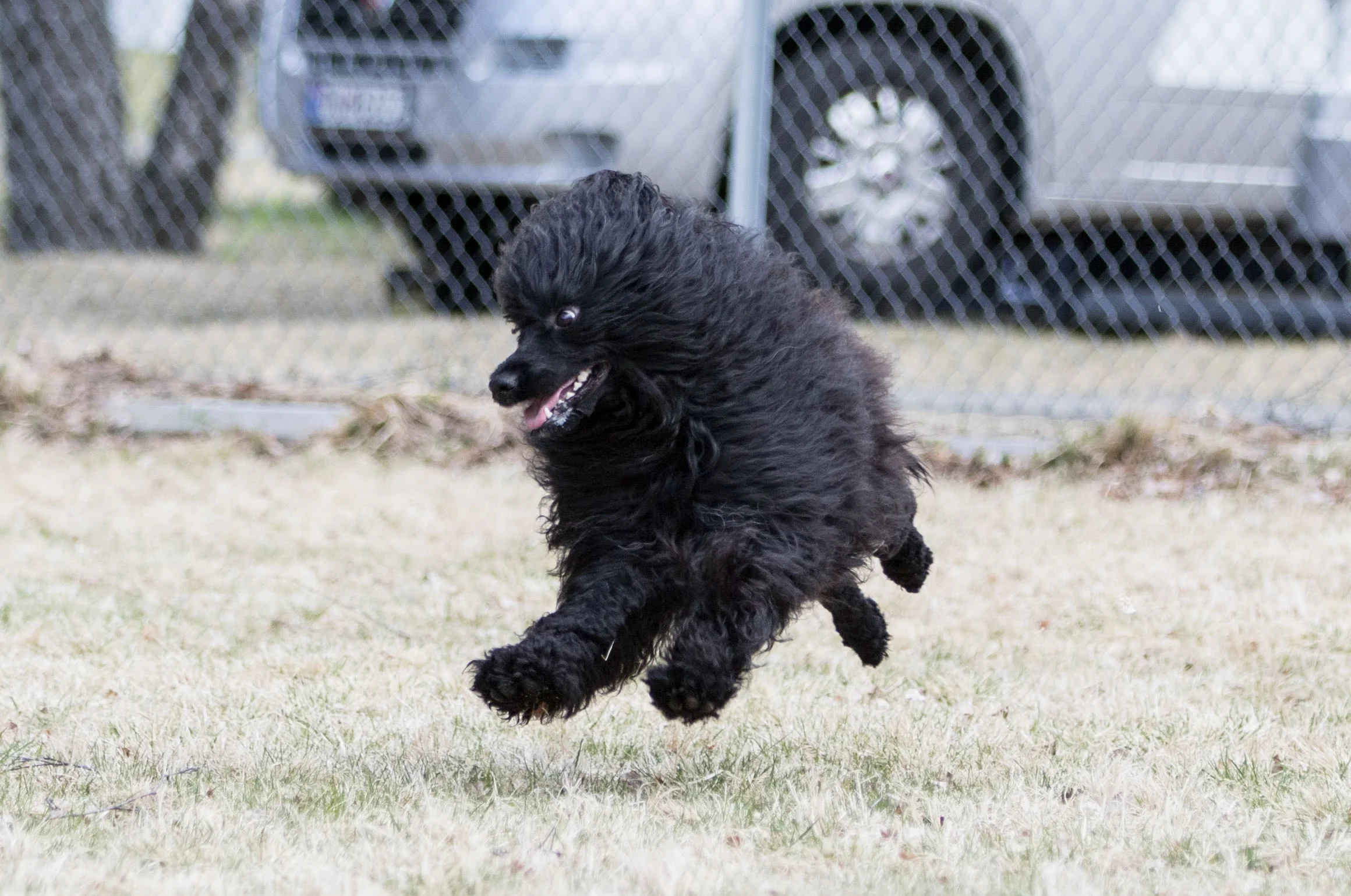 Kennel Waverider - Breeder of PWD's