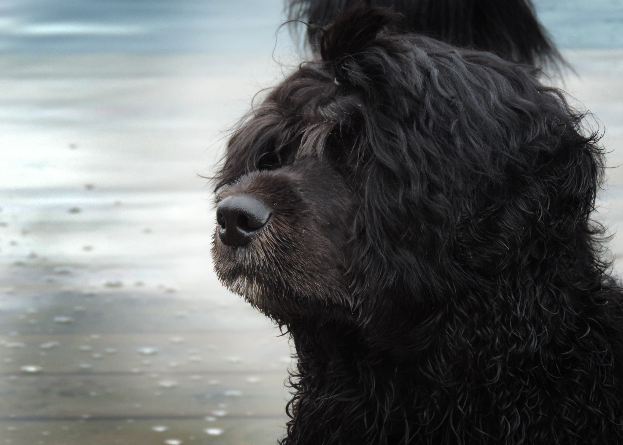 Kennel Waverider - Breeder of PWD's