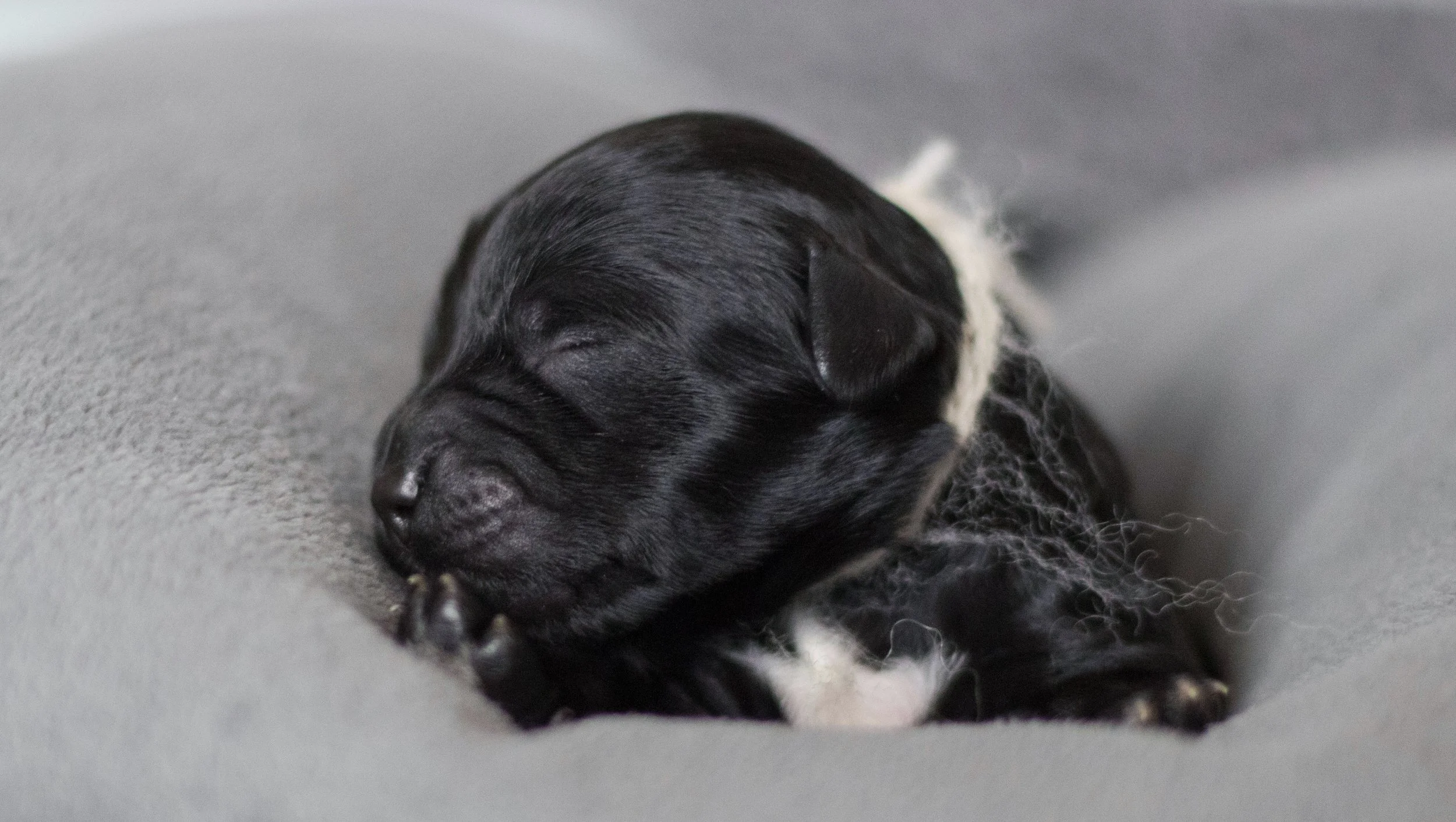 Kennel Waverider - Breeder of PWD's