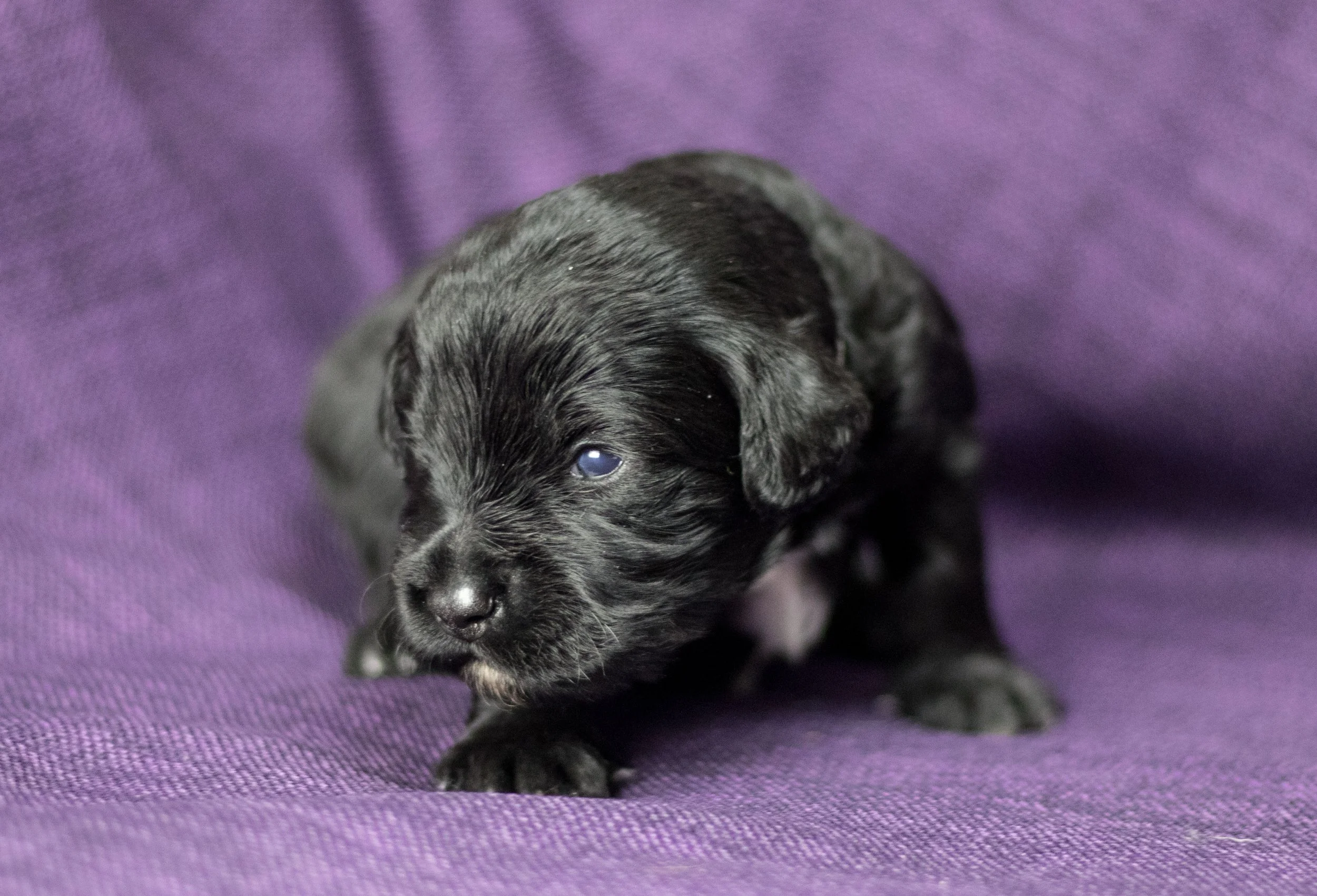 Kennel Waverider - Breeder of PWD's