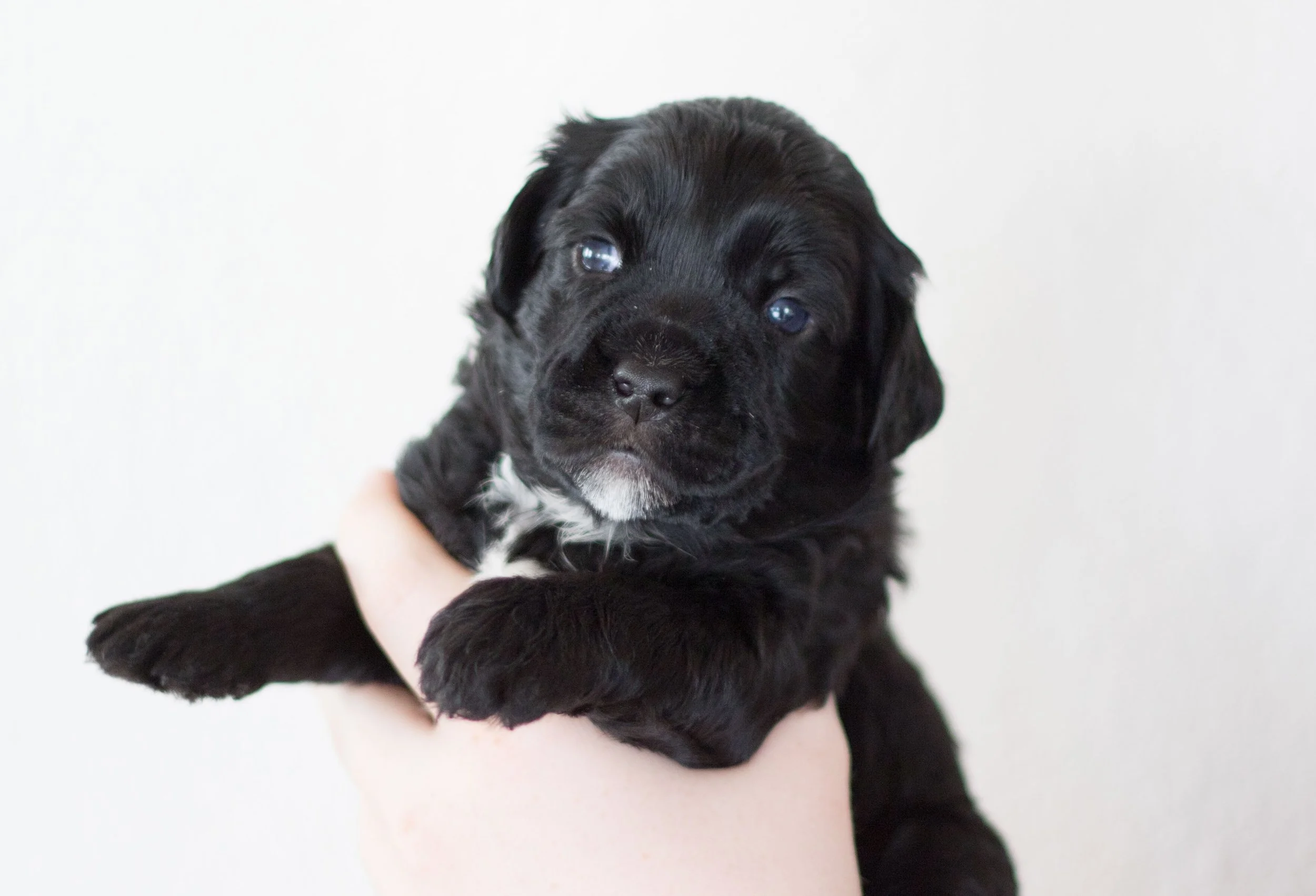 Kennel Waverider - Breeder of PWD's