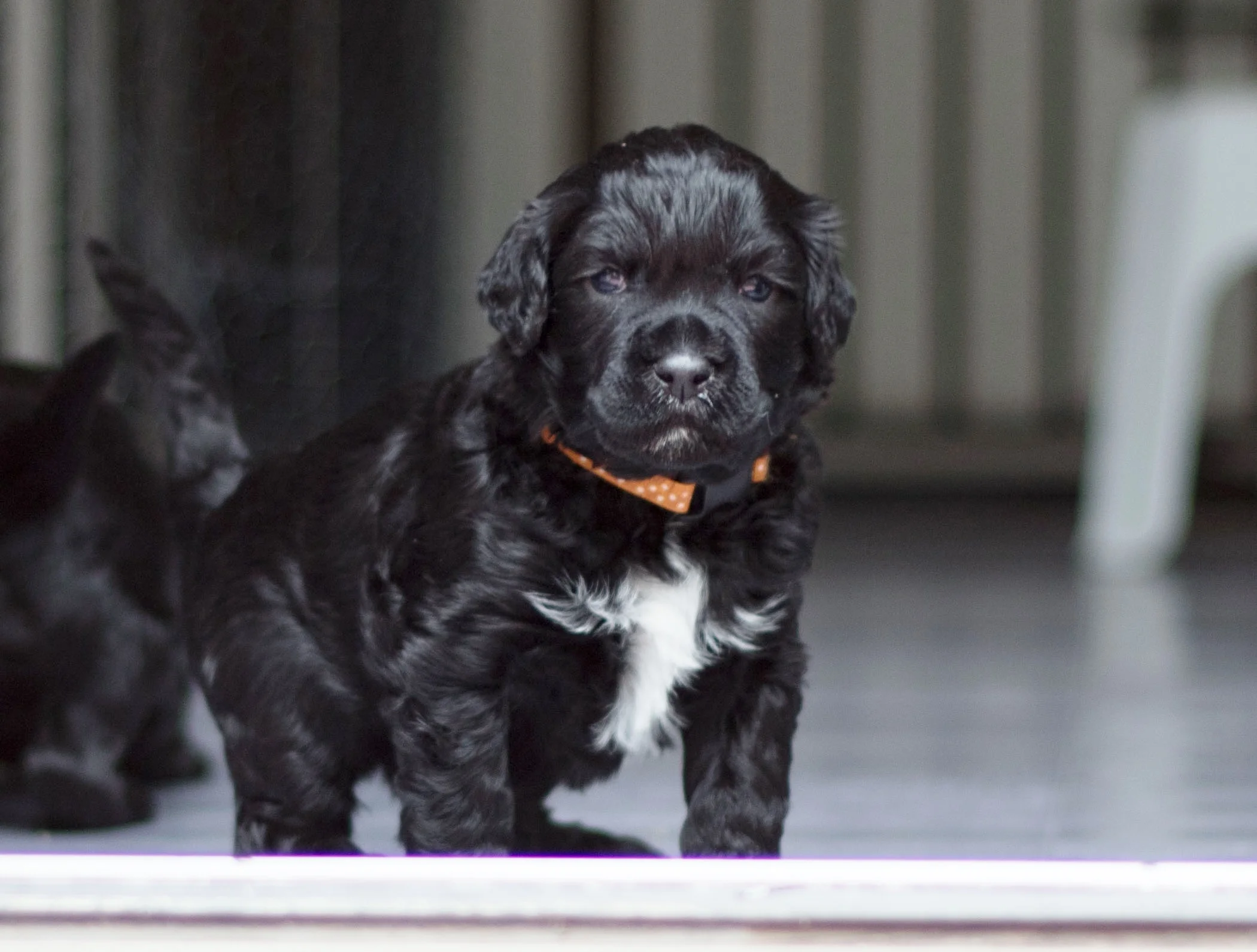 Kennel Waverider - Breeder of PWD's