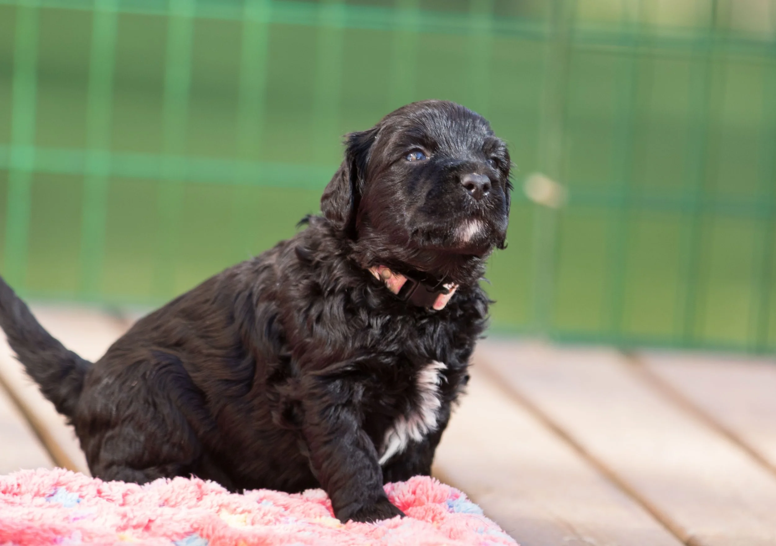 Kennel Waverider - Breeder of PWD's