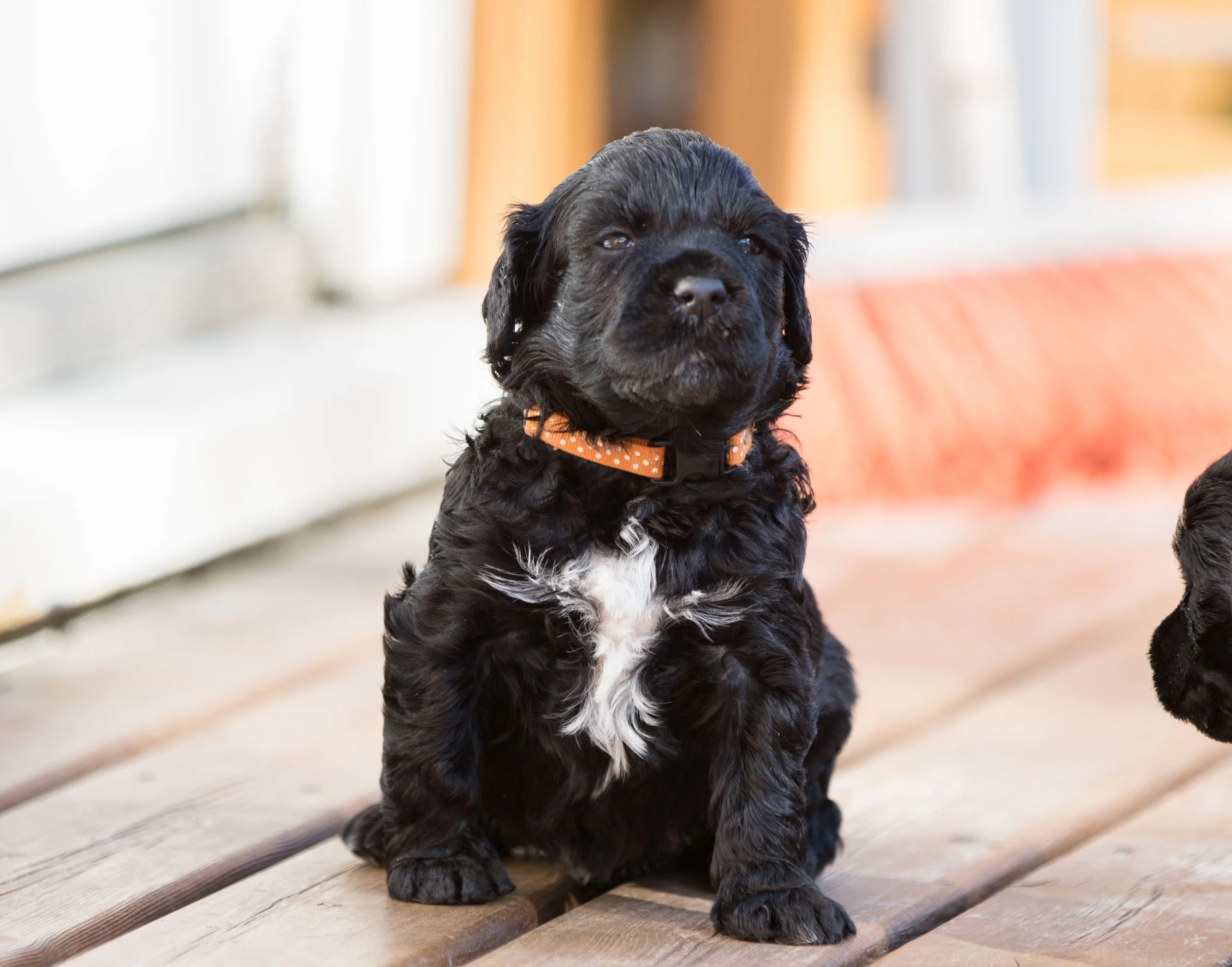 Kennel Waverider - Breeder of PWD's