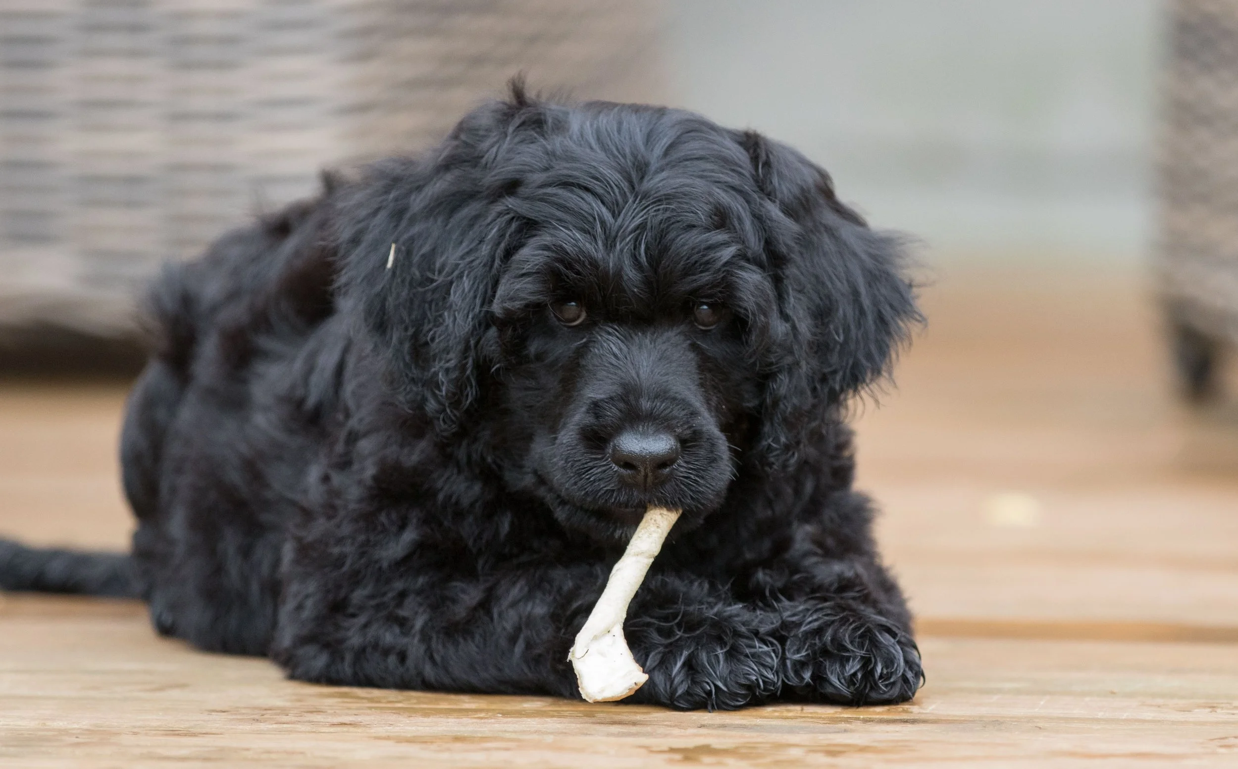 Kennel Waverider - Breeder of PWD's