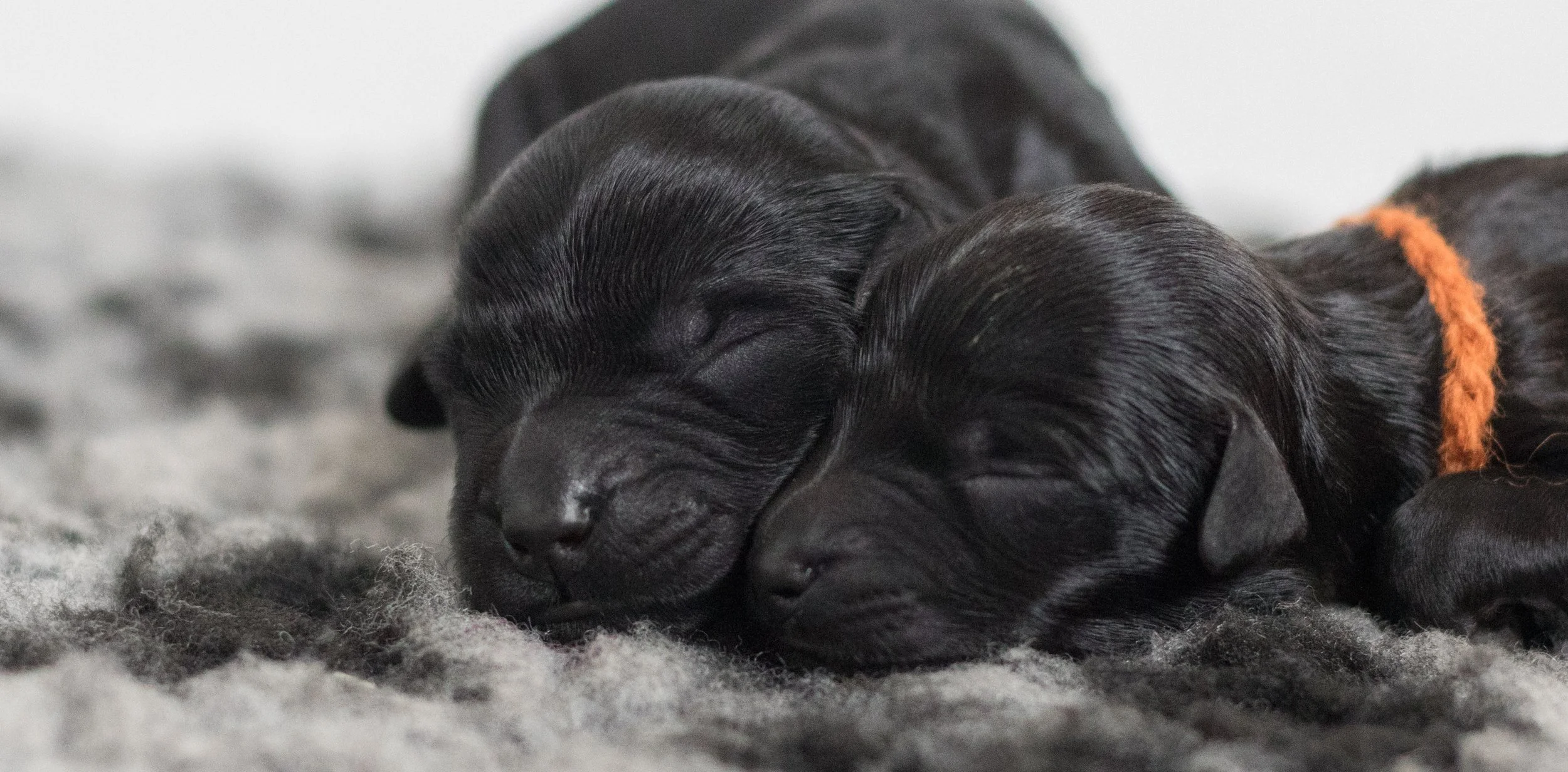 Kennel Waverider - Breeder of PWD's