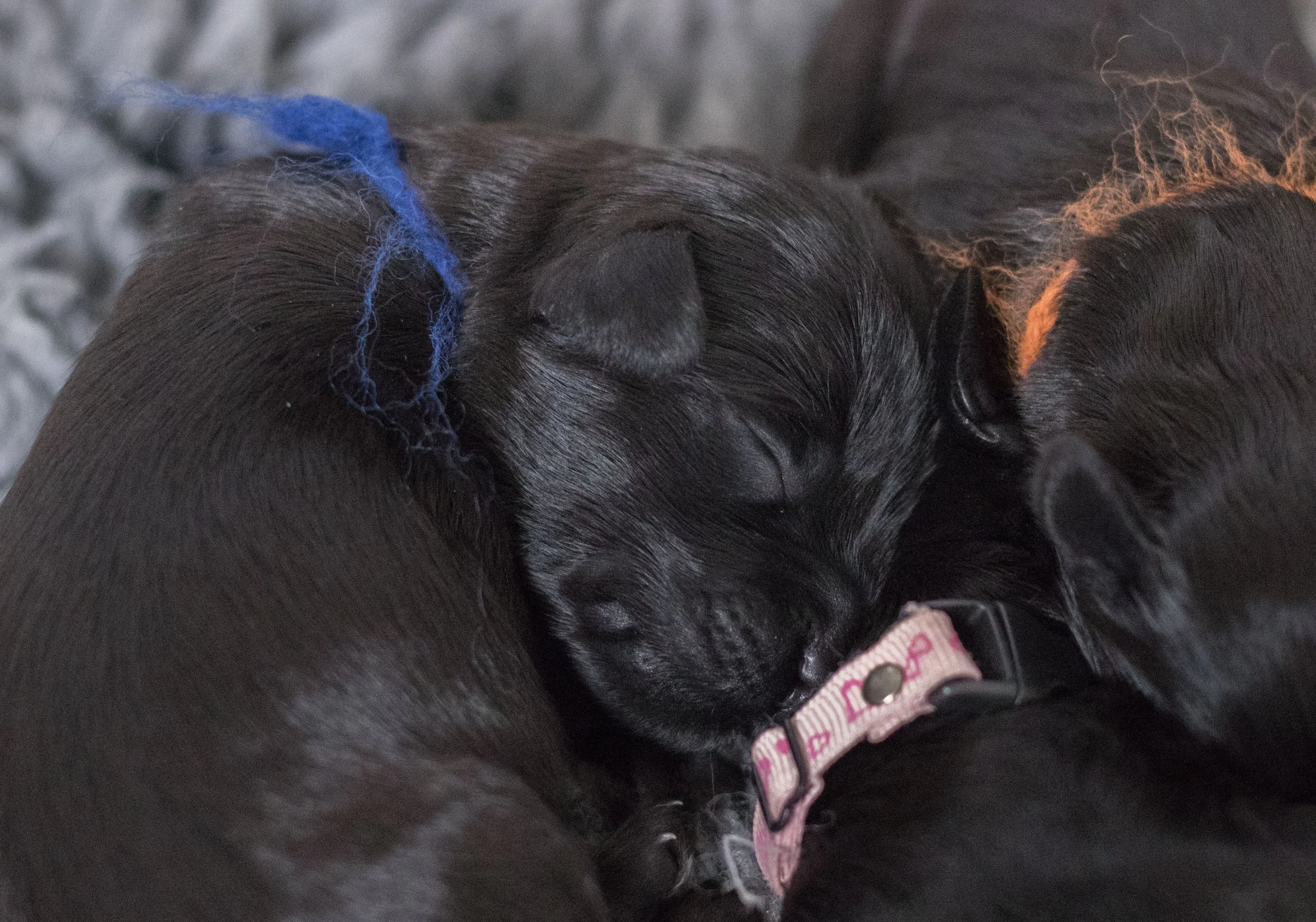 Kennel Waverider - Breeder of PWD's