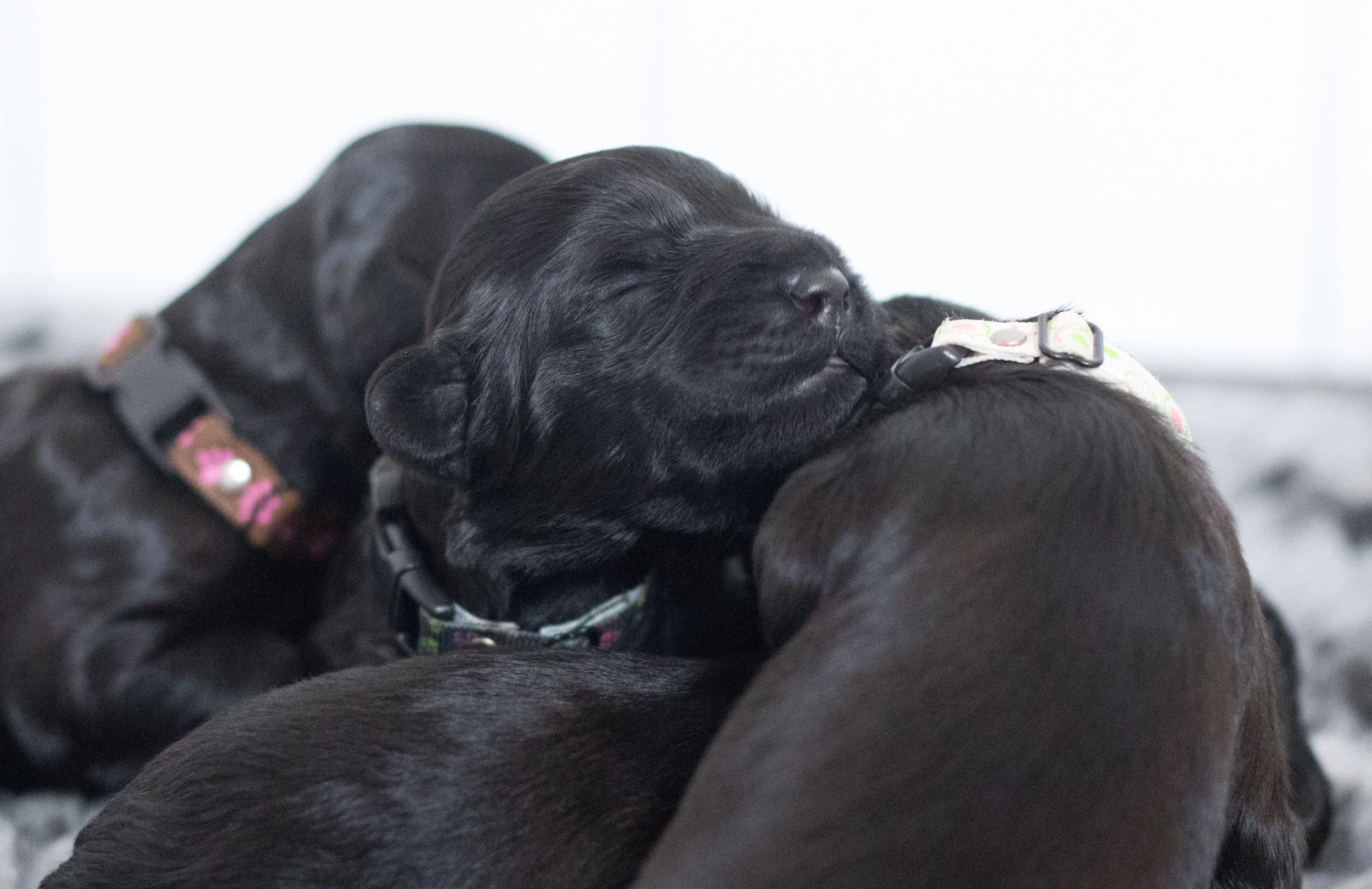 Kennel Waverider - Breeder of PWD's