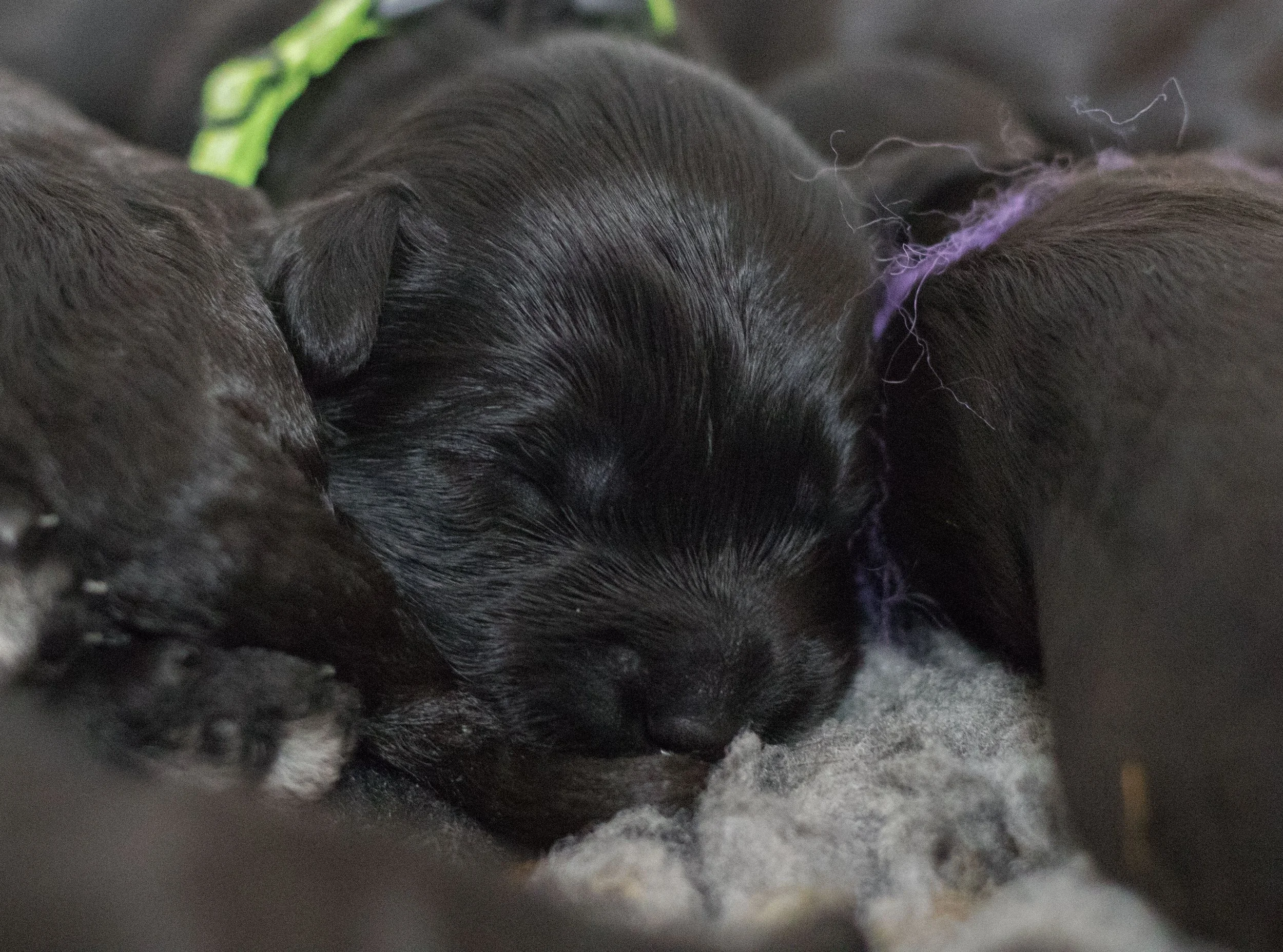 Kennel Waverider - Breeder of PWD's