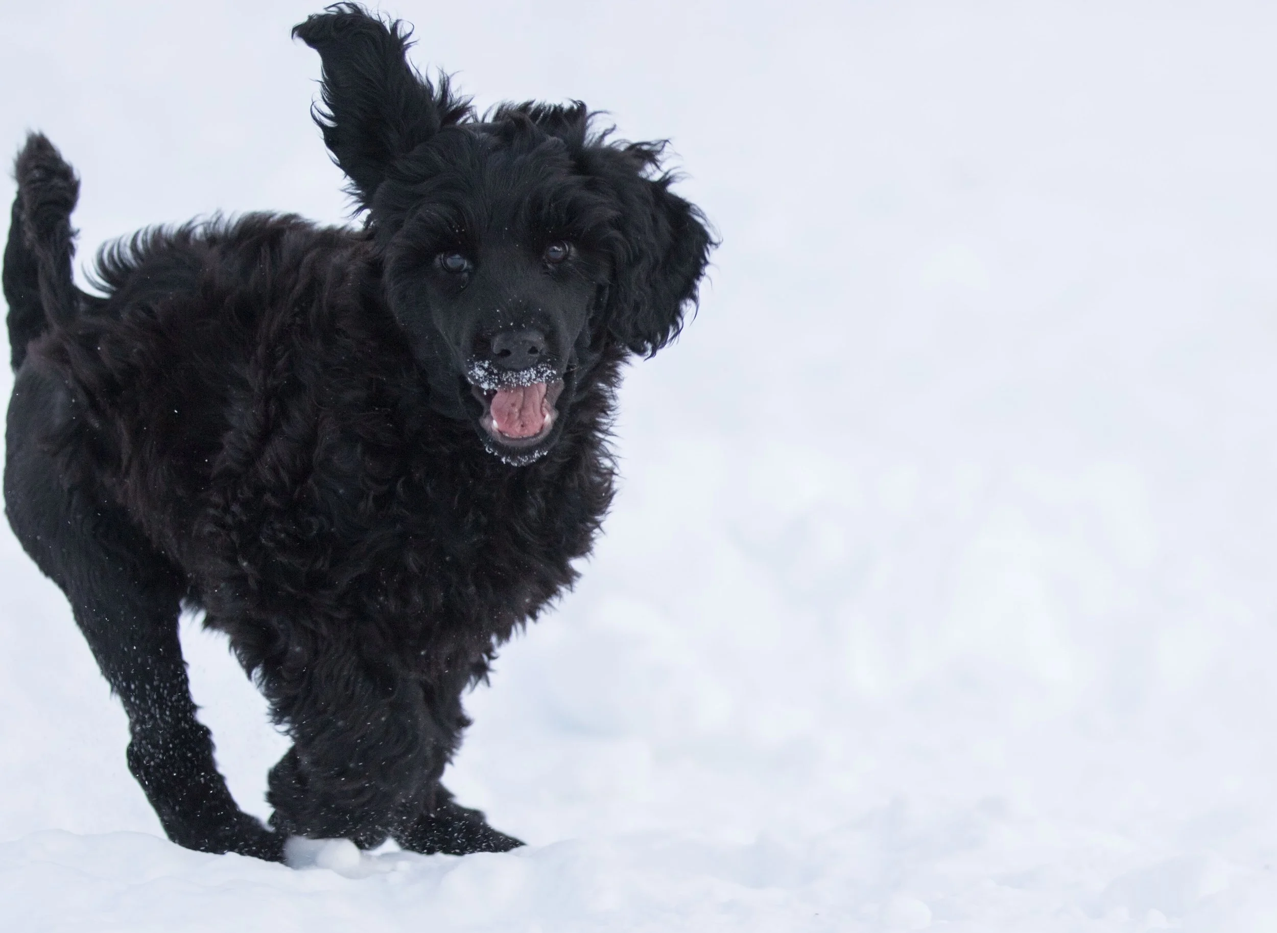 Kennel Waverider - Breeder of PWD's
