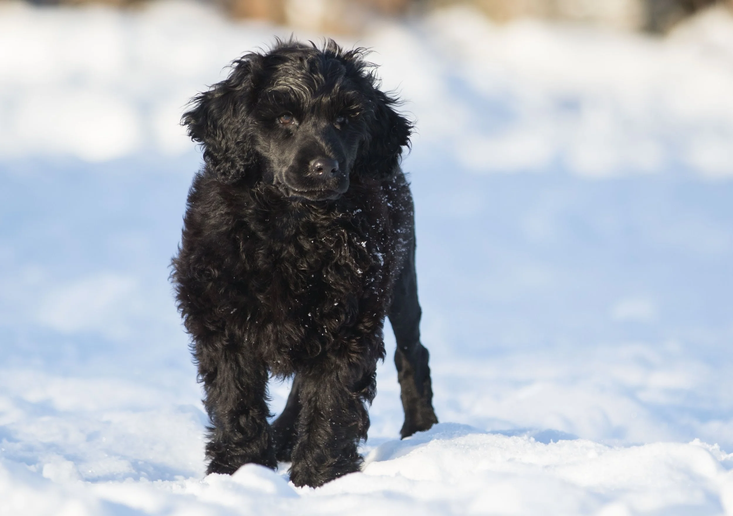 Kennel Waverider - Breeder of PWD's