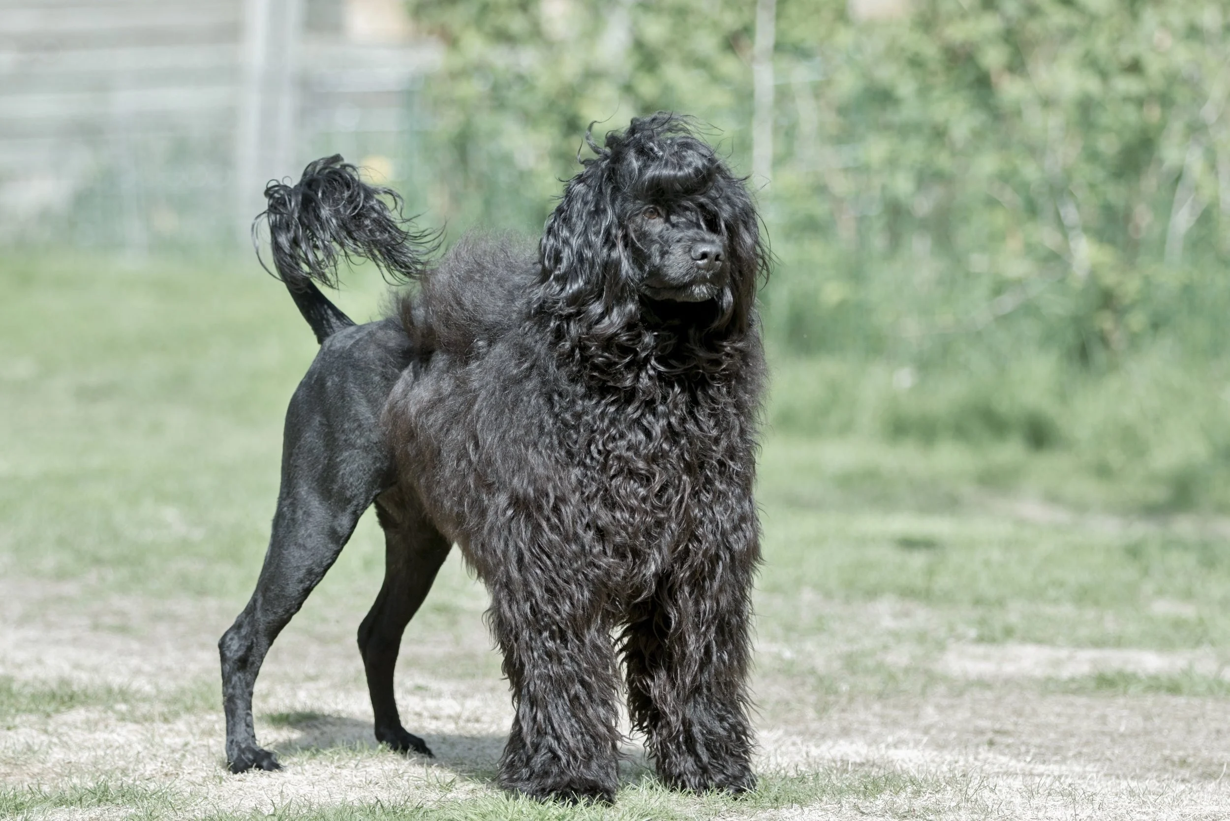 Kennel Waverider - Breeder of PWD's