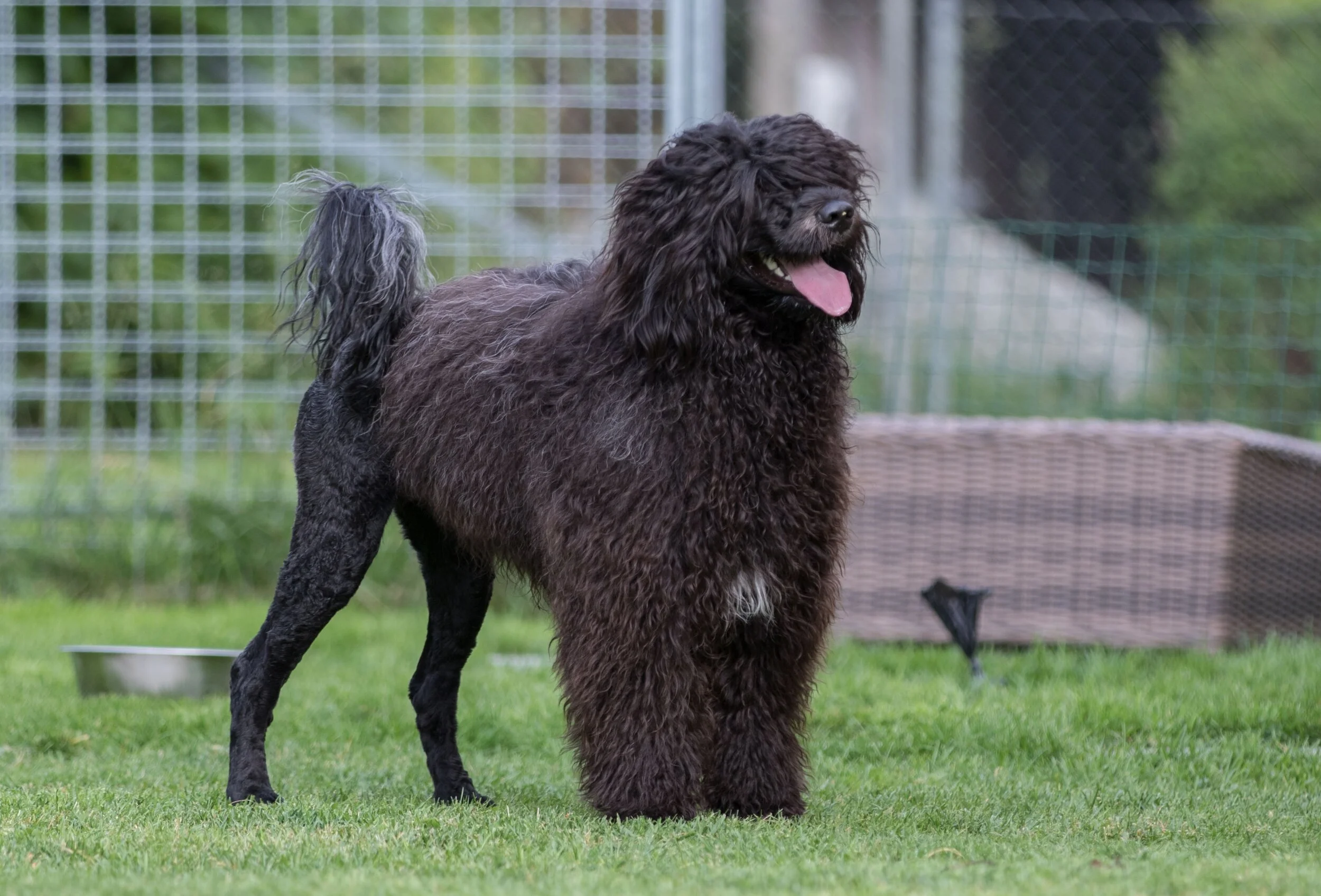 Kennel Waverider - Breeder of PWD's
