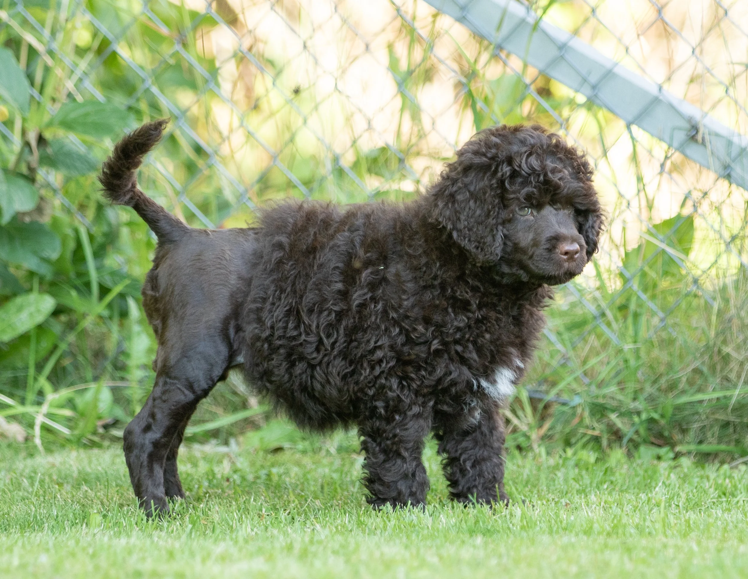 Kennel Waverider - Breeder of PWD's