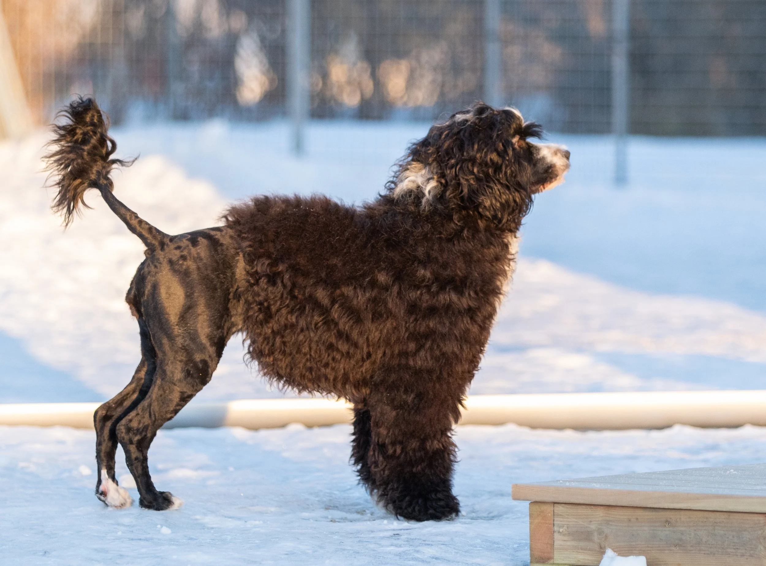 Kennel Waverider - Breeder of PWD's