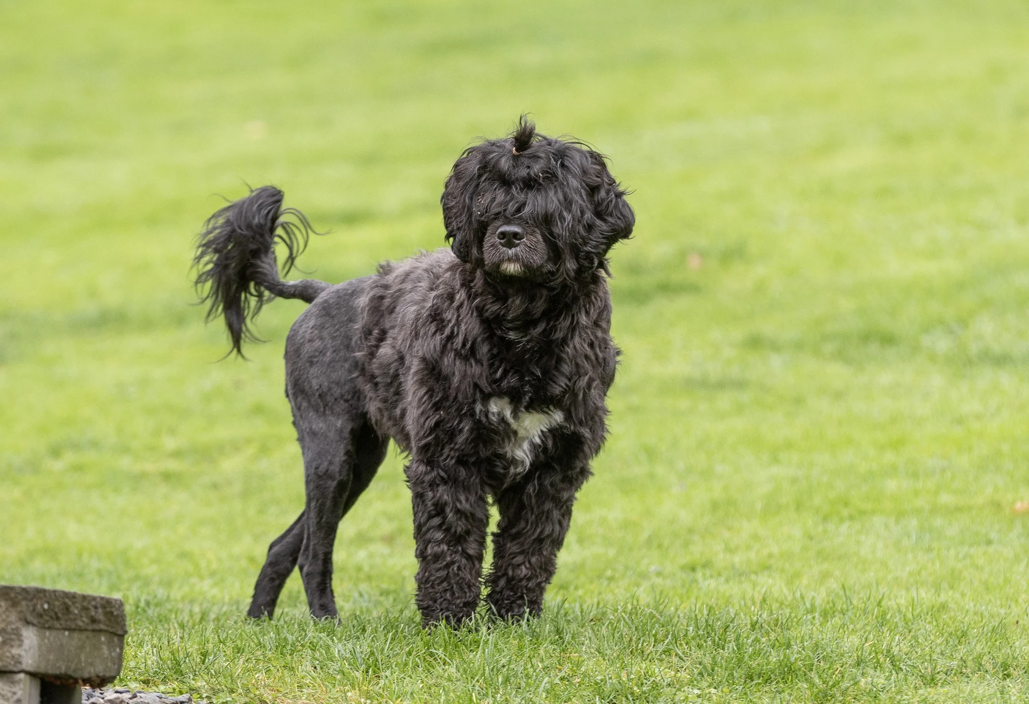 Kennel Waverider - Breeder of PWD's