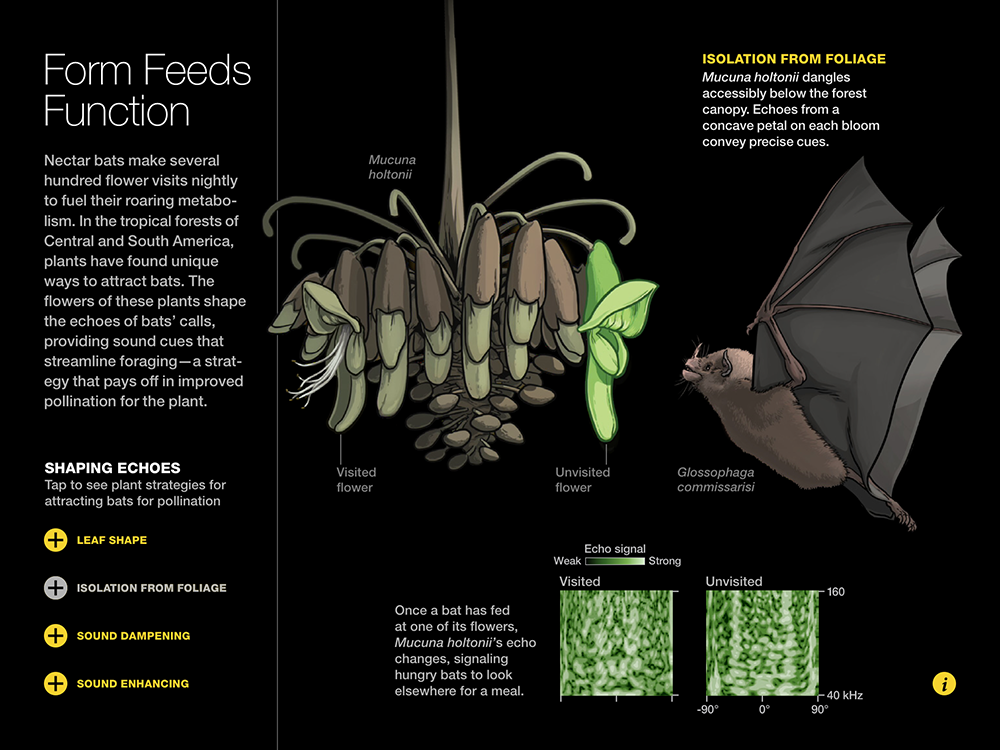 Bat Echo - National Geographic — Matt Twombly - Illustration and Graphics