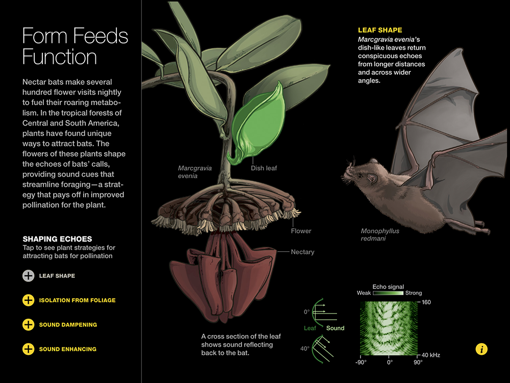 Bat Echo - National Geographic — Matt Twombly - Illustration and Graphics