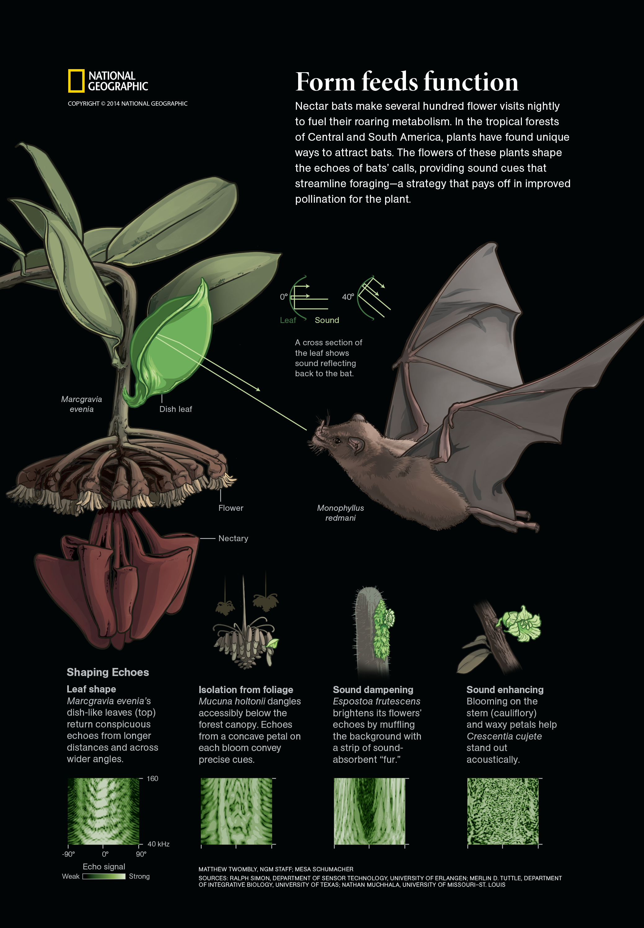 Bat Echo - National Geographic — Matt Twombly - Illustration and Graphics