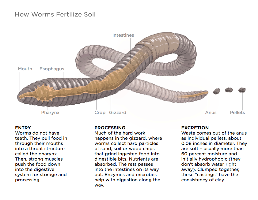 The Power of Worm Poop - NPR — Matt Twombly - Illustration and Graphics