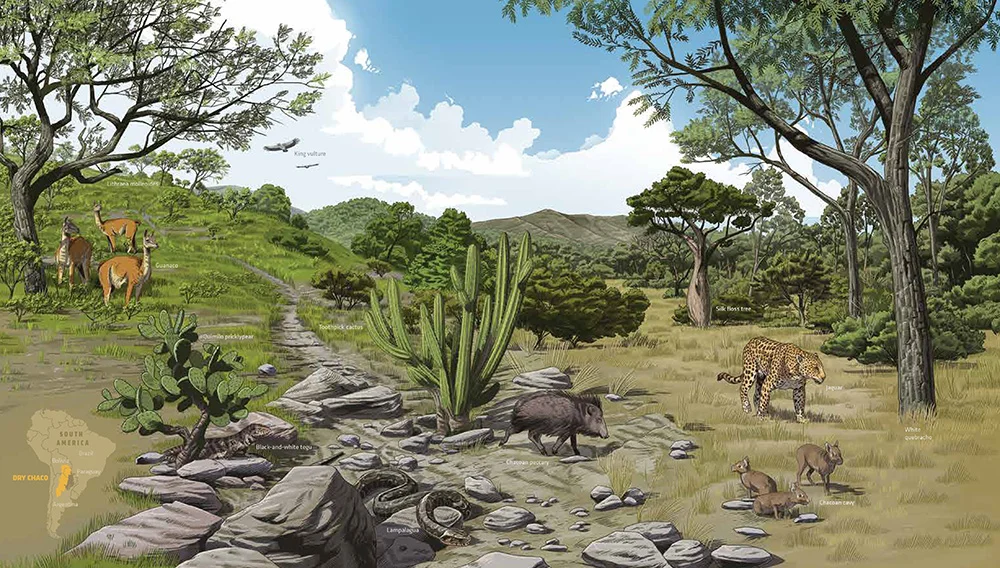Paraguay Landscape