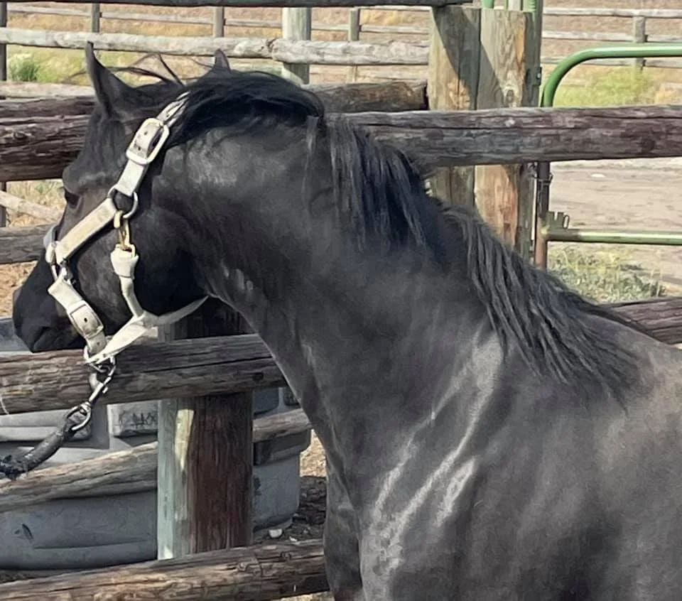 Mt Dragon Pony Acres