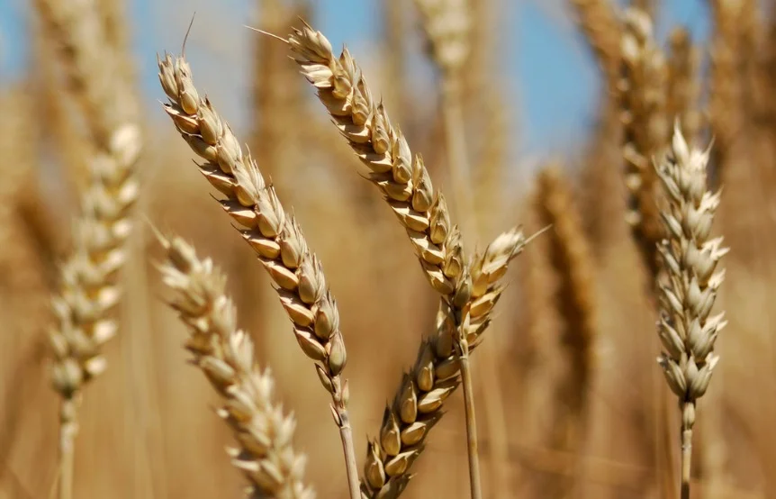 Wheat Beers — Singapore Craft Beer Supplier Distributor | The Drinking ...