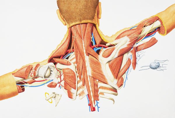 Shoulder Fundamentals — ELDOA METHOD