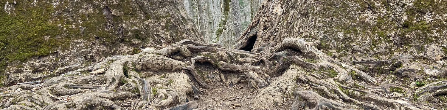 Root Down Somatics - Asheville NC Somatic Therapy