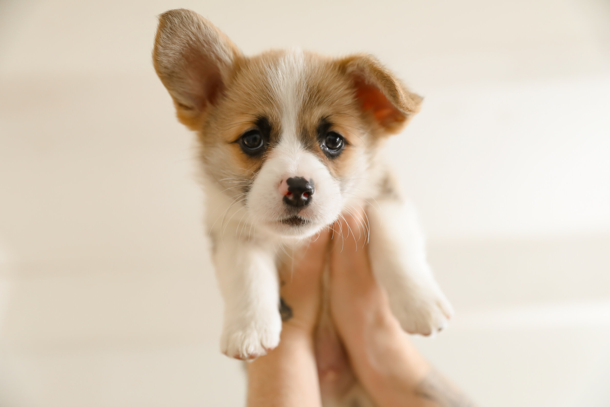 Complete Puppy Guide: Essentials You Need + Should Know When Bringing ...