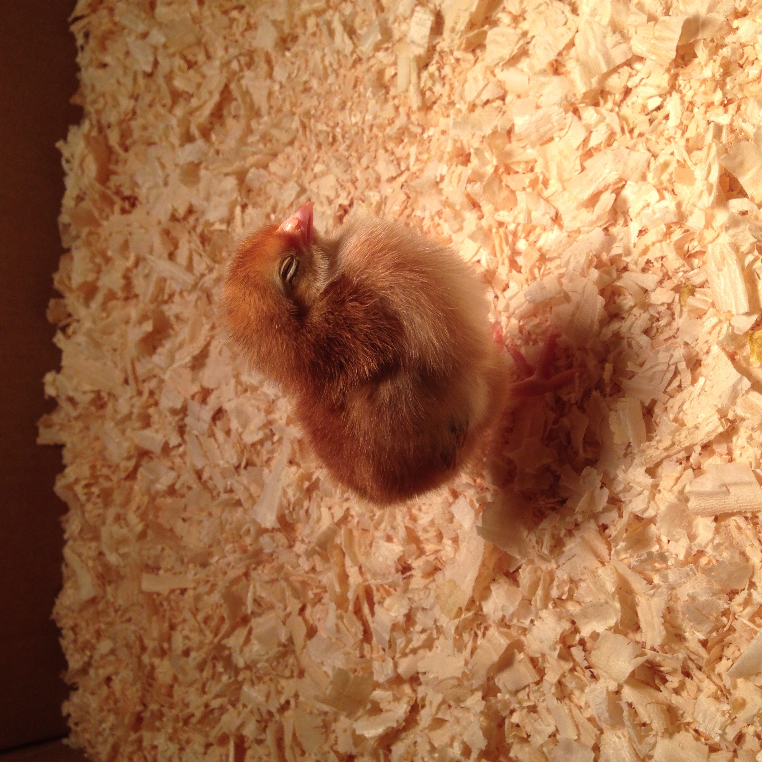 Baby Chicks! —New England Lifestyle, Motherhood, + DIY - Birch Landing Home